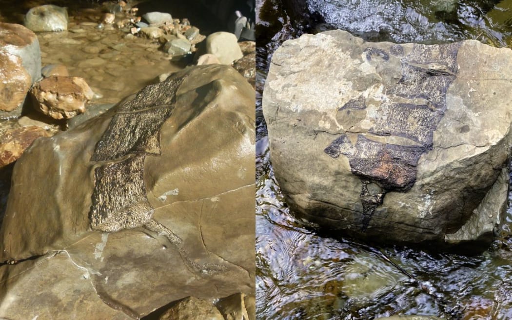 Fossils found after Cyclone Gabrielle from two different species of ...