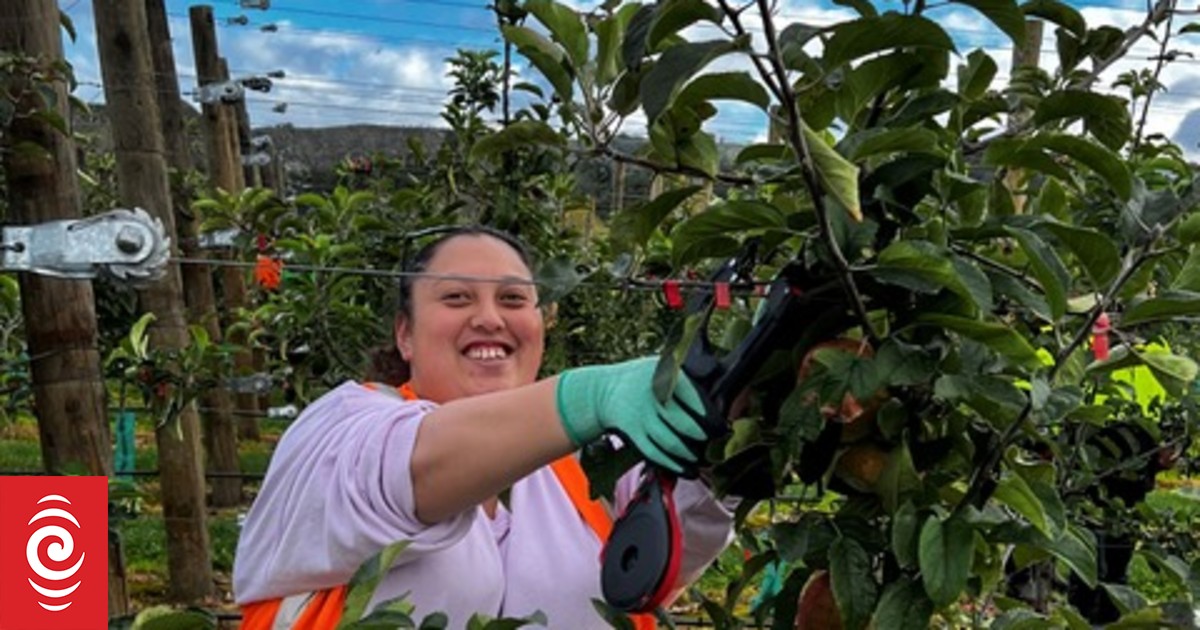 Apple of their eyes: Fruits of labour help cyclone recovery | RNZ News