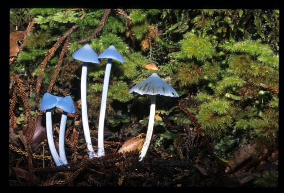 Critter of the Week: Entoloma hochstetteri | A Gallery from Afternoons ...