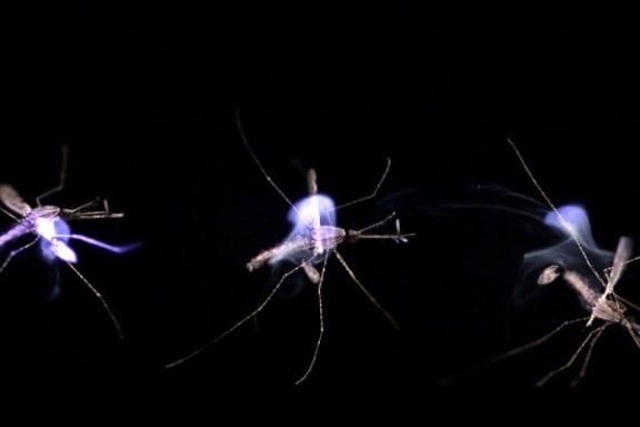 Laser strike: controlling insects using lasers | RNZ