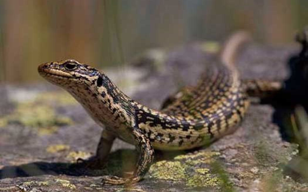 Skinks caught for breeding programme | RNZ News