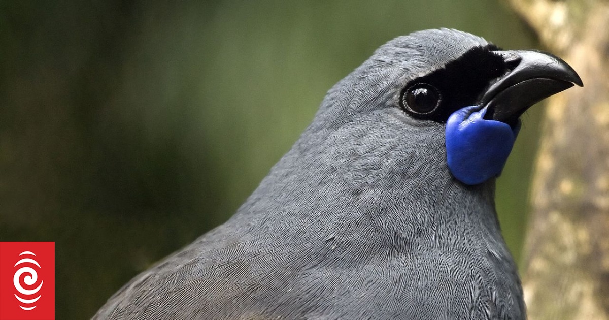 Bird song technology used to recognise te reo | RNZ News