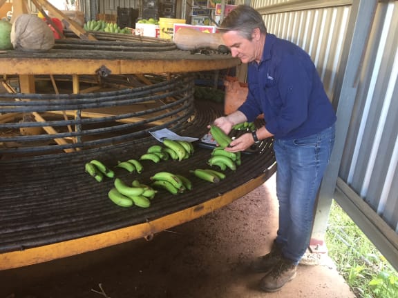 Bananas about bananas | A Gallery from Afternoons | RNZ National