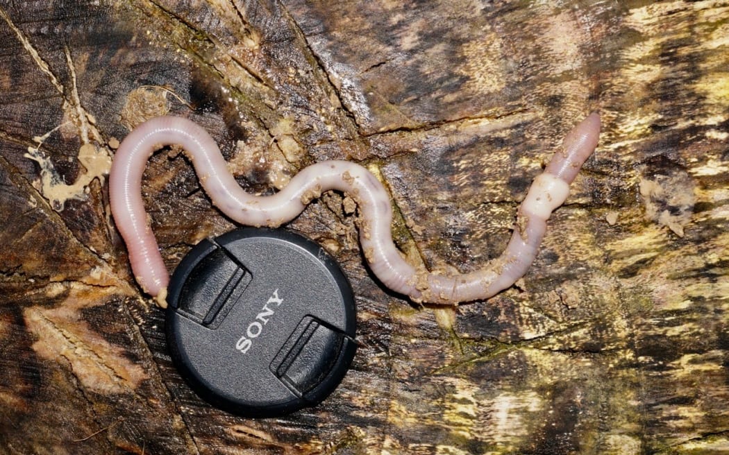 Critter of the Week: New Zealand earthworm | RNZ