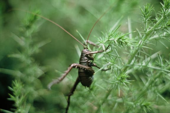 The Mahoenui giant weta | A Gallery from Afternoons | RNZ National