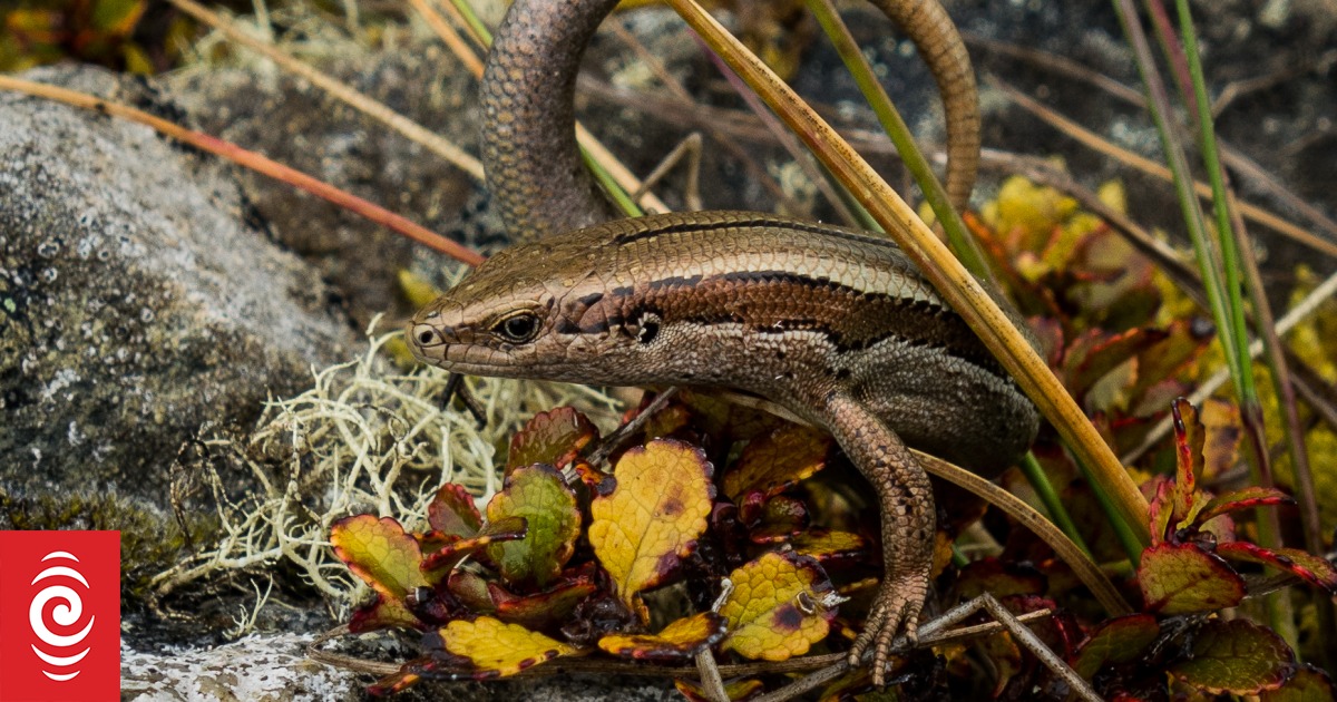 Two new lizards discovered in South Island | RNZ News