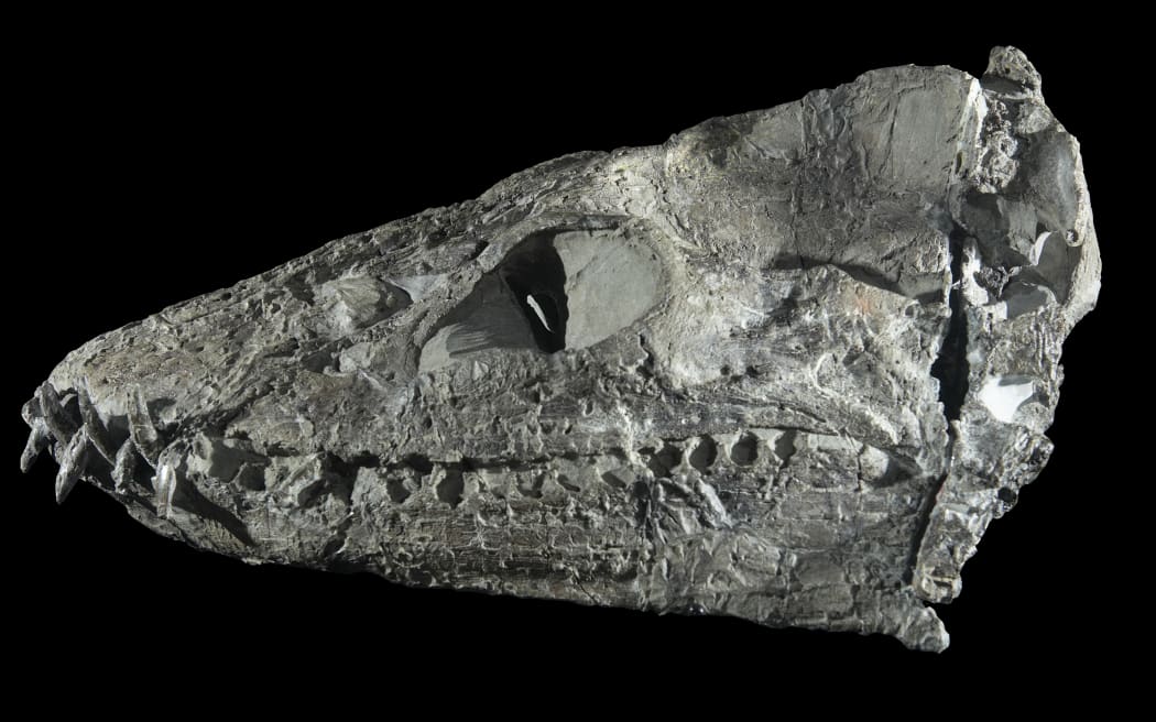 New Zealand should celebrate its prehistoric past with fossil emblems ...