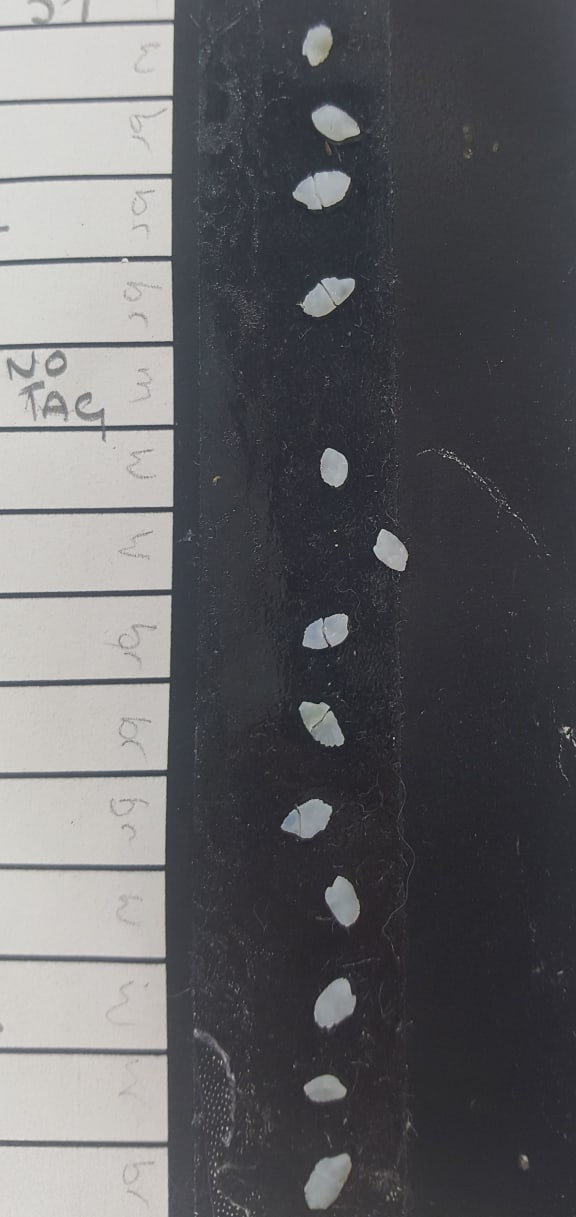 'Fish ear bones are like a diary' | RNZ