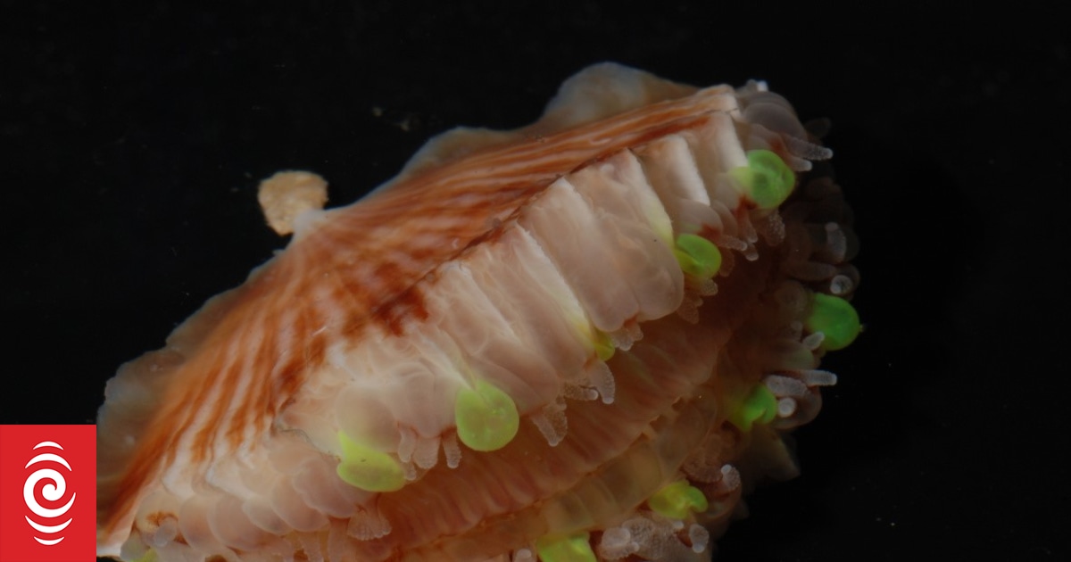 Critter of the Week: 'The Dentures of the Sea' | RNZ
