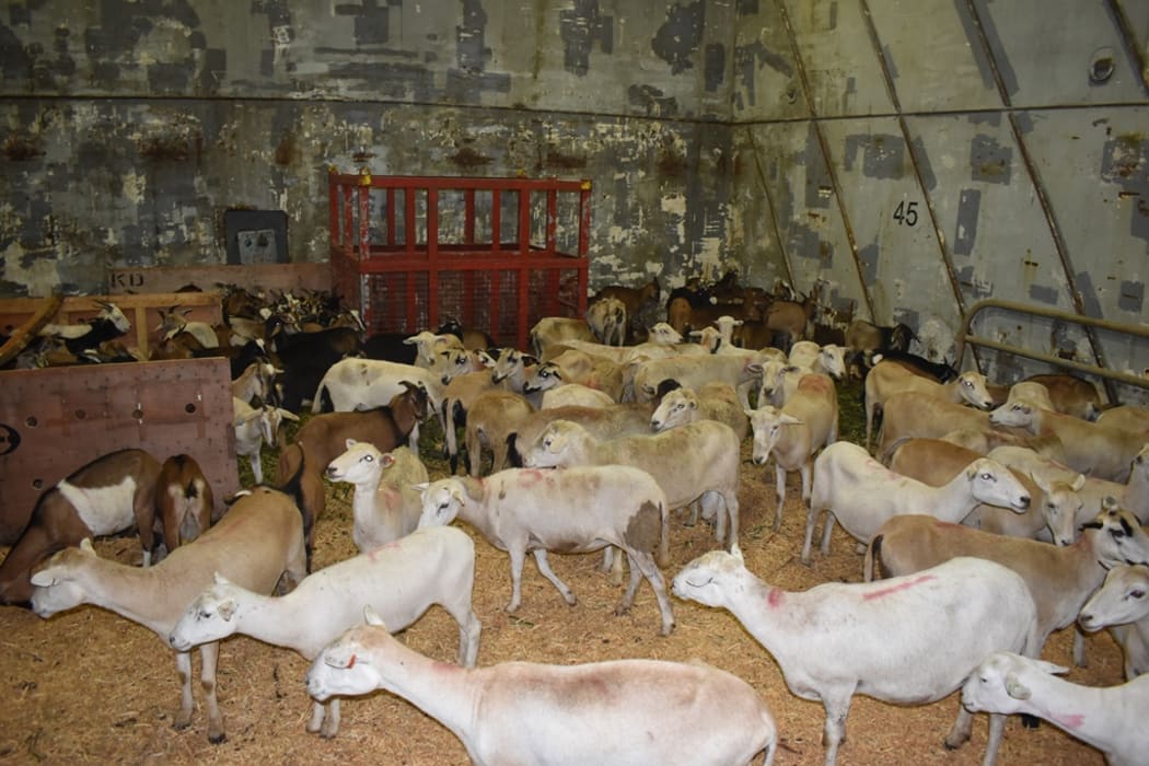 Fiji sends livestock to Tonga | RNZ News