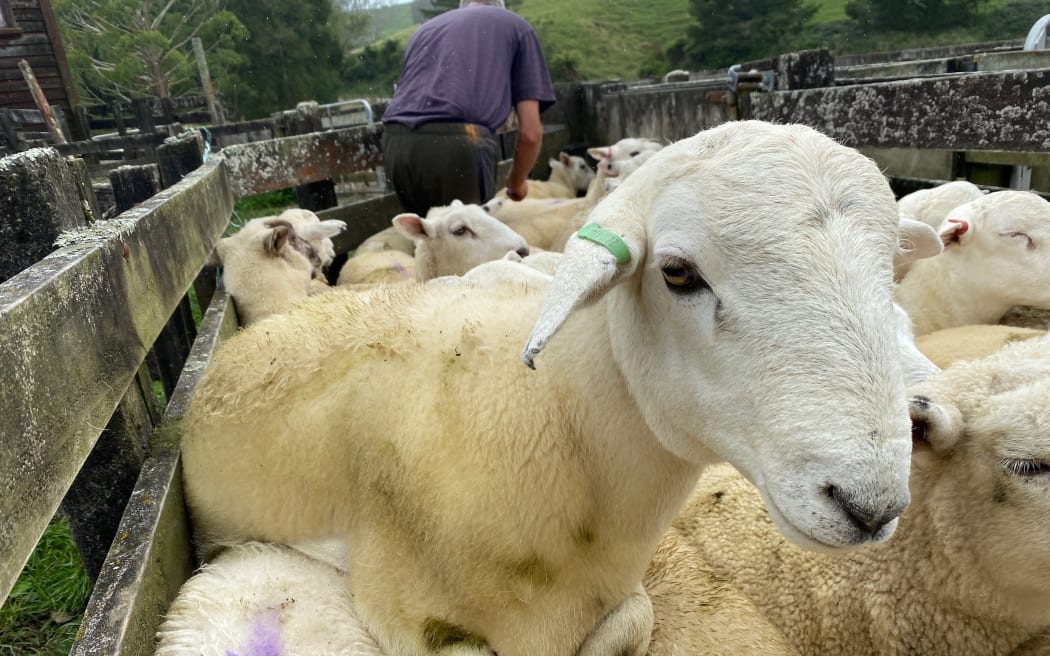 A slice of Te Kupe: hairy sheep and drone mustering | RNZ