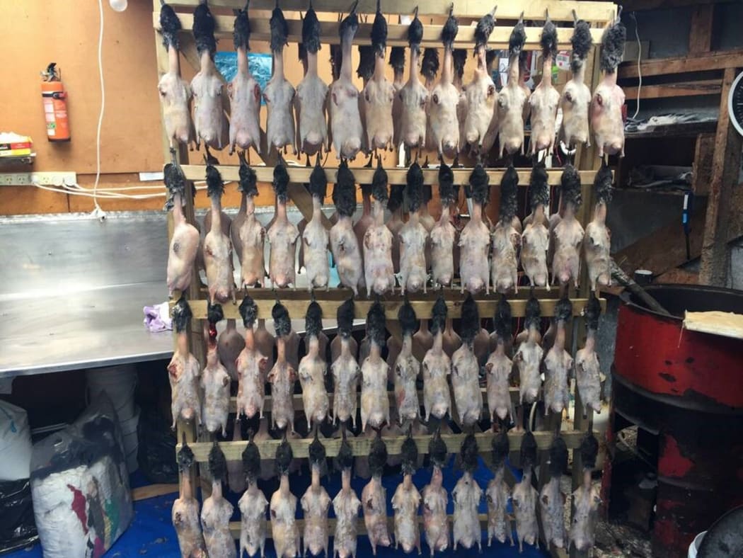 Muttonbird hunters expect prices to go up as season cut short by ...