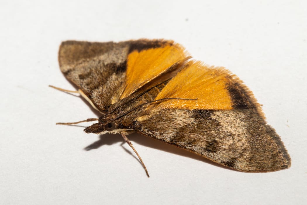 Critter of the Week: the Kowhai moth | RNZ