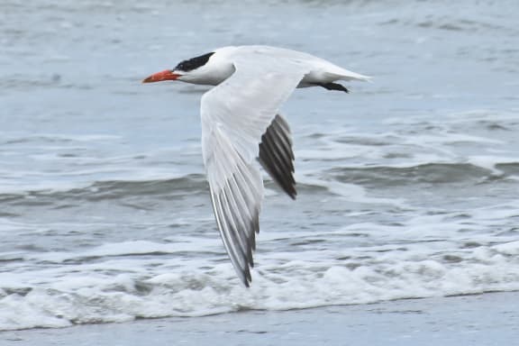 New Zealand's 50 top birdwatching sites | RNZ