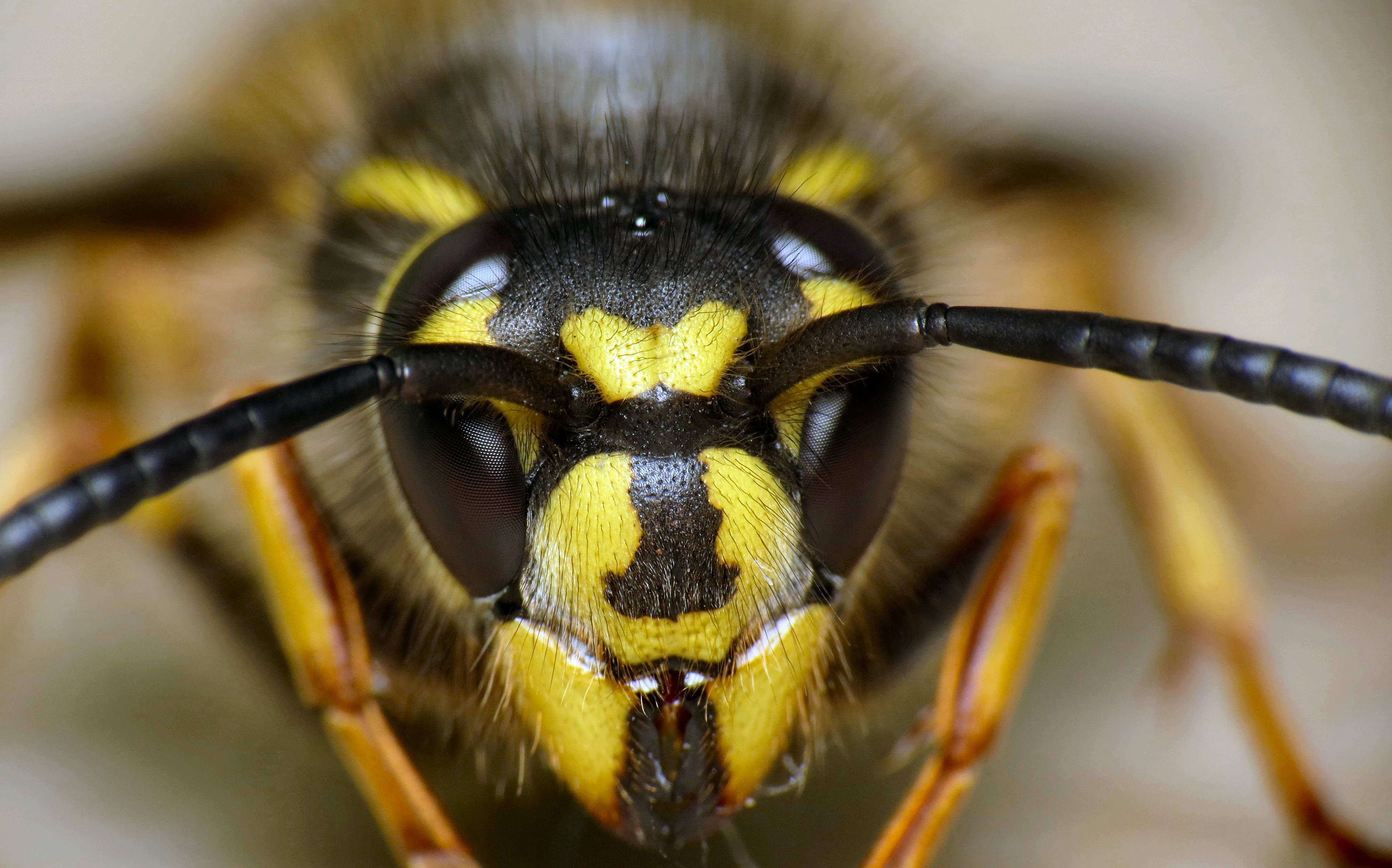 Invasive wasps damaging the native ecosystem | RNZ News
