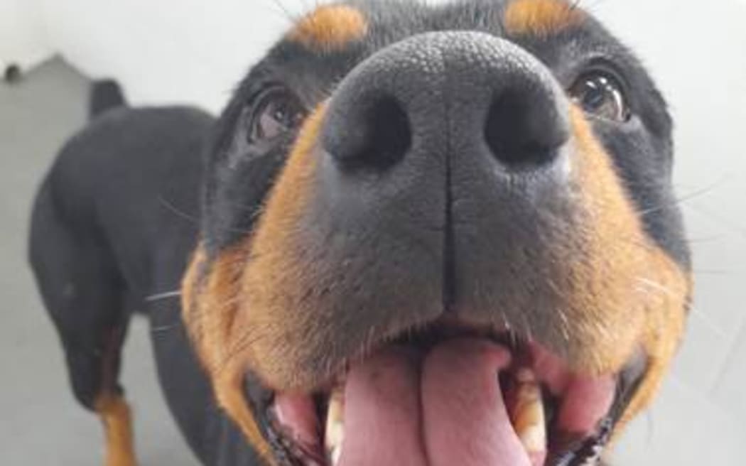 SPCA publishes list of long-stay animals ready for homes | RNZ News