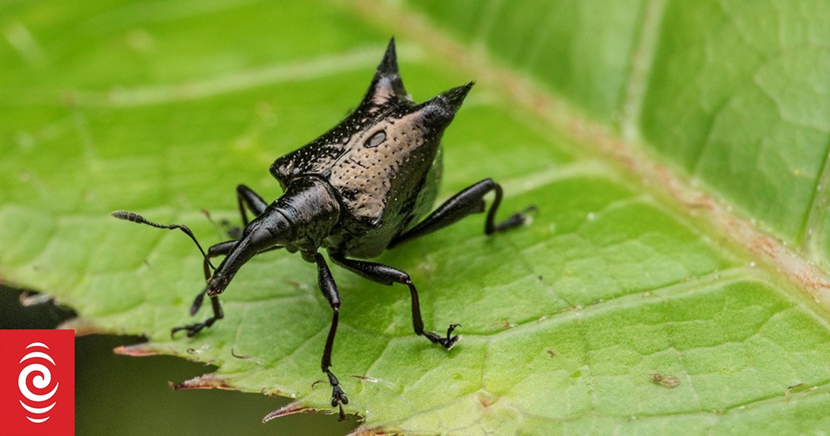 Critter of the Week: The black spined weevil | RNZ