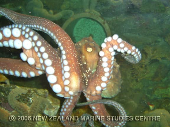 New Zealand octopus | A Gallery from Afternoons | RNZ National