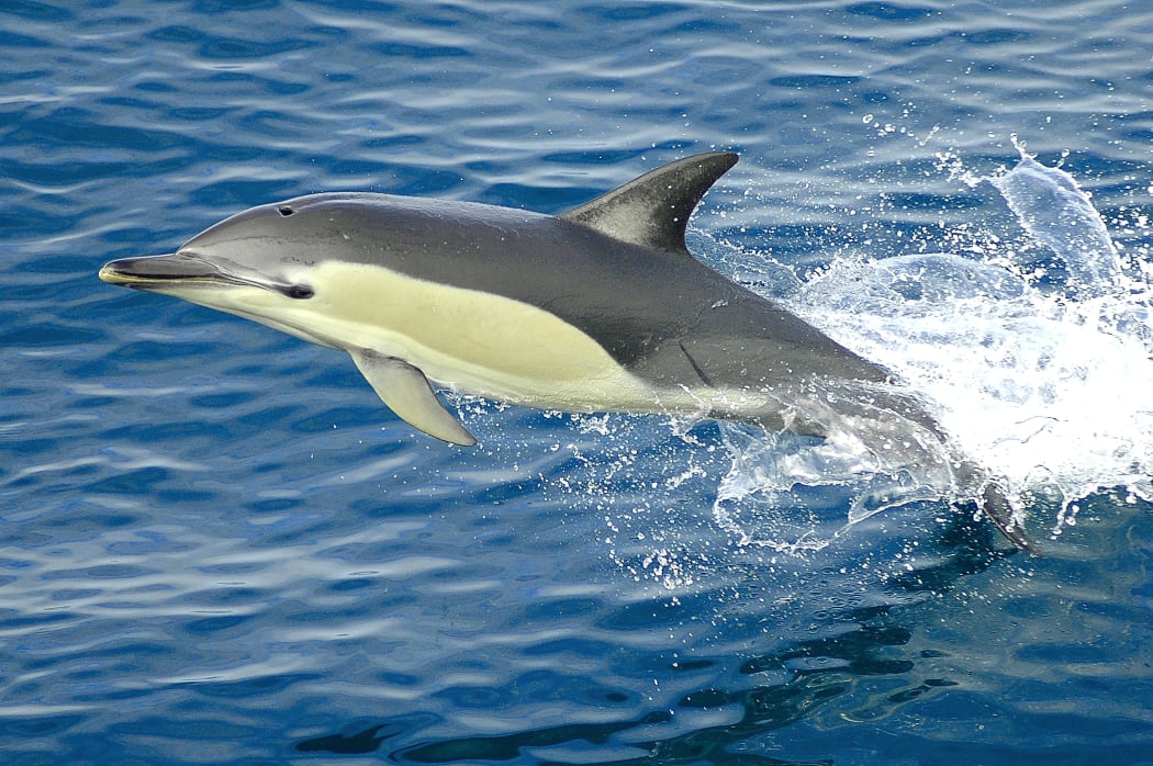Scientists devise new way to count dolphins | RNZ News