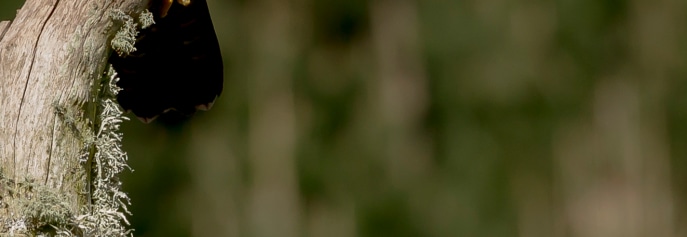 Rare protected falcon shot dead in Gisborne | RNZ News