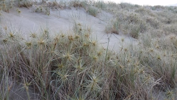 Toheroa past and present | A Gallery from Nine To Noon | RNZ National