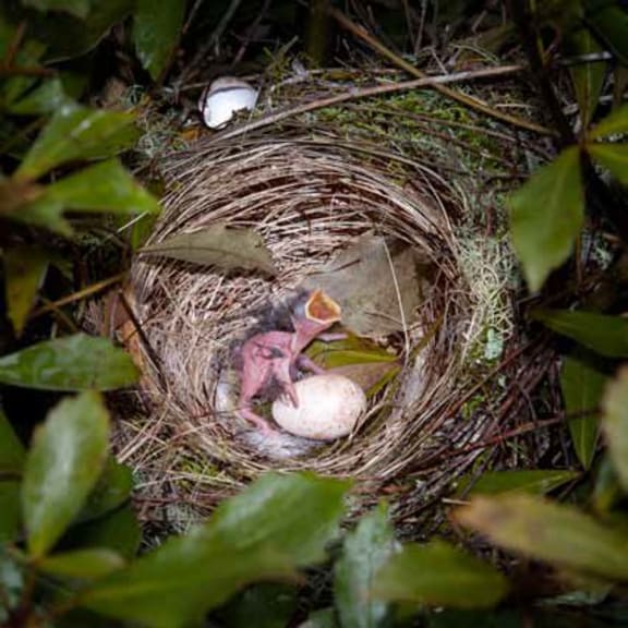 Tui - A Nest in the Bush | A Gallery from Nine To Noon | RNZ National
