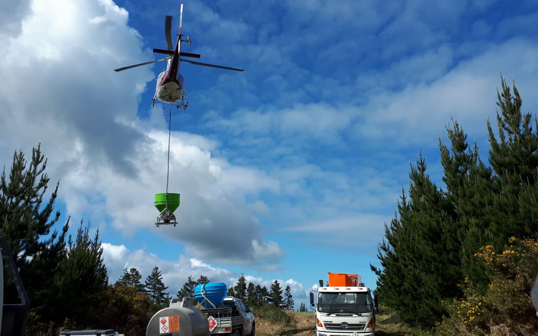 DOC monitors Northland's first major 1080 drop in decades | RNZ News