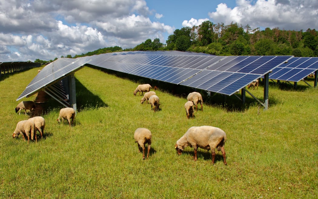 Future of some farms may be paddocks with grazing cattle and solar ...
