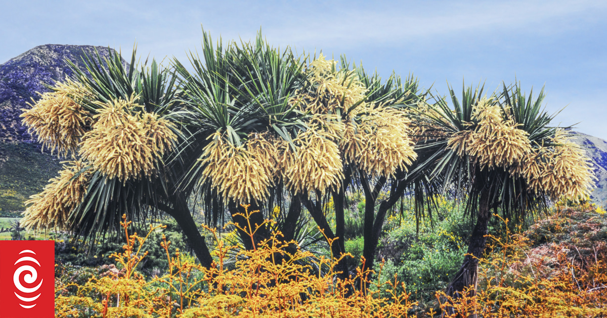 Decades photographing NZ native trees | RNZ
