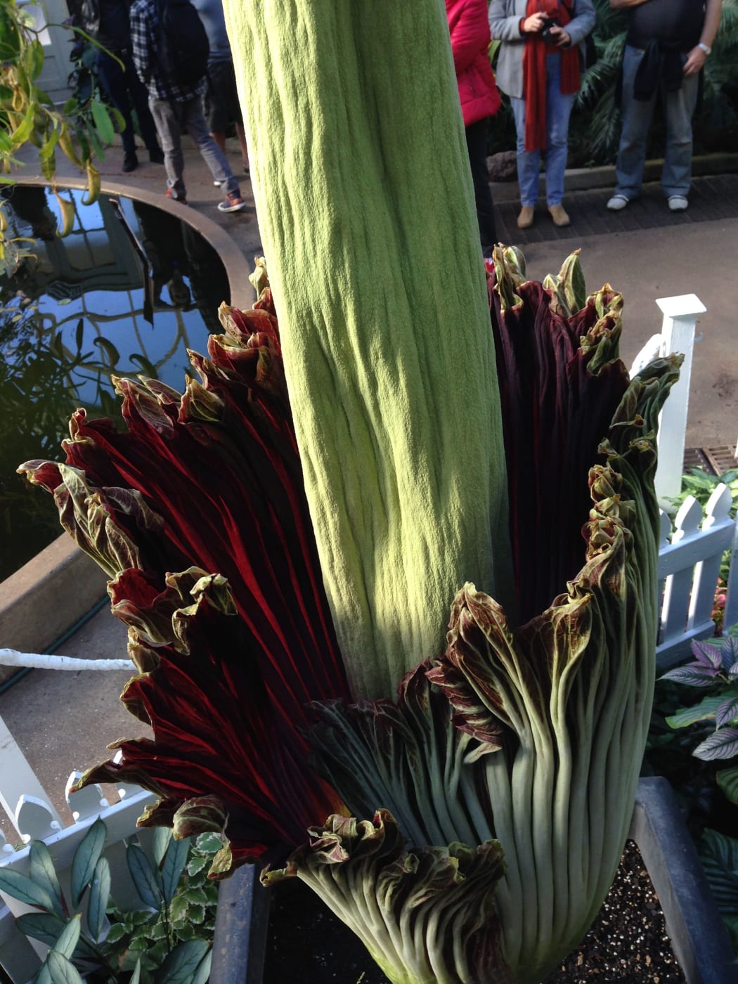 Corpse flower starts to bloom... and stink | RNZ News