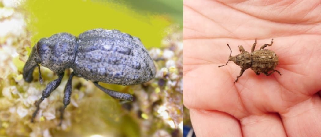 Critter of the Week - Nicola Toki | RNZ