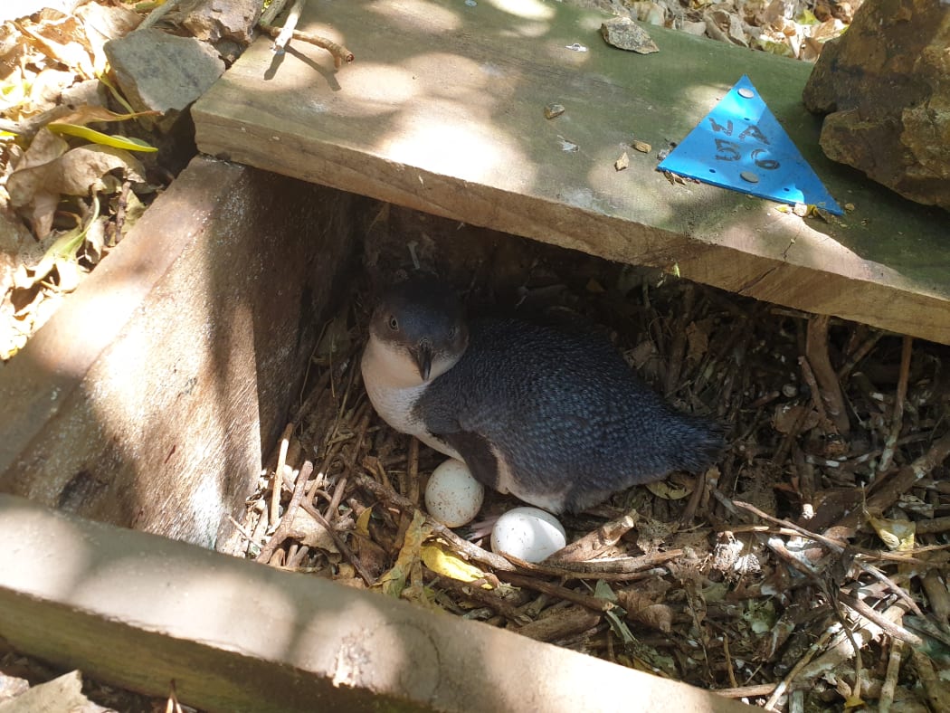 Starvation behind mass death of little blue penguin chicks | RNZ News