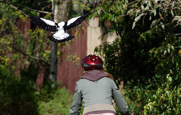 Surviving magpie dive-bombing season | RNZ