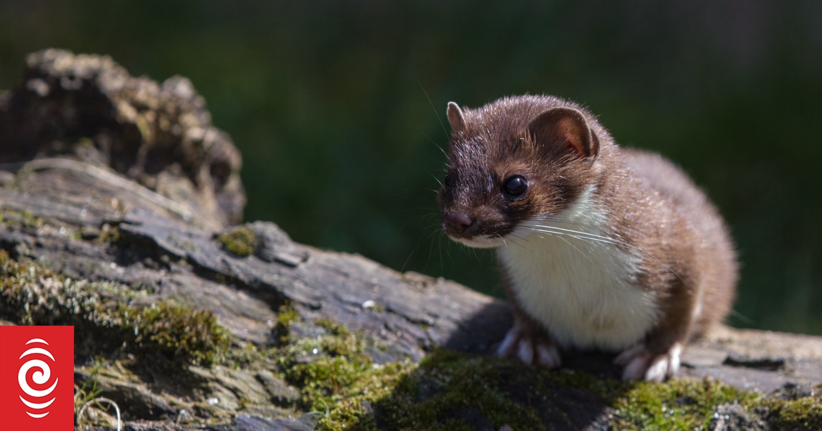 Stoat research published in NZ Journal of Ecology | RNZ