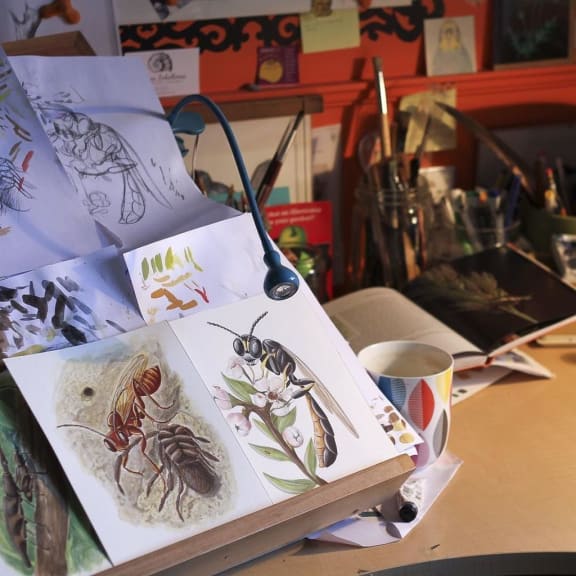 Playing cards with our native insects | RNZ