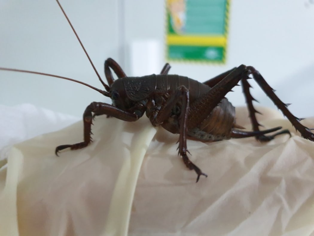 Rare giant wētā moved to breeding facility | RNZ News