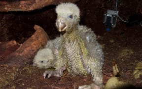 Fungal disease claims life of seventh kākāpō | RNZ News