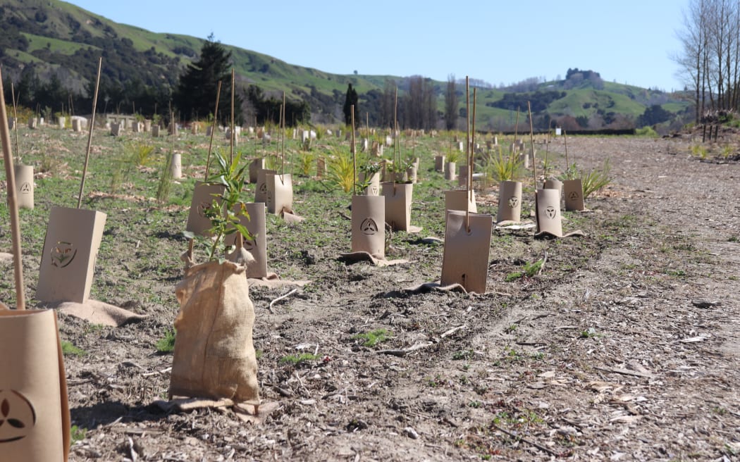 Council supports landowners in planting millions of trees planted on ...