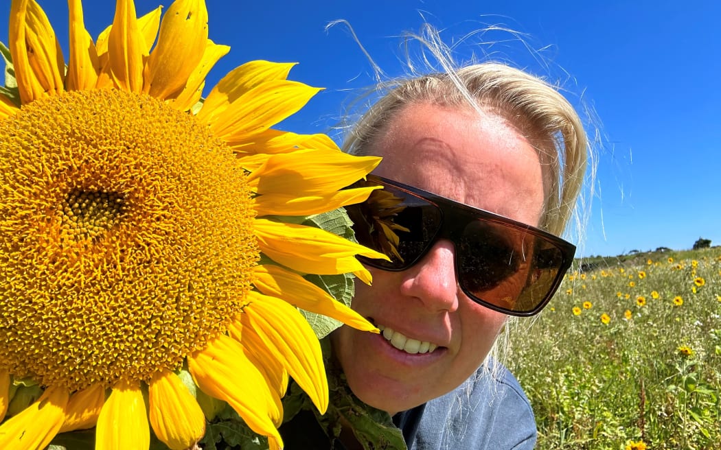 Sunflower salad bowl paddocks keep cows smiling | RNZ