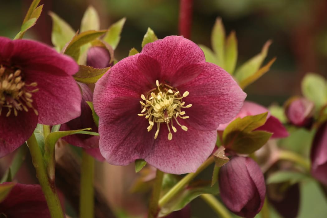 Lynda Hallinan answers your gardening questions | RNZ