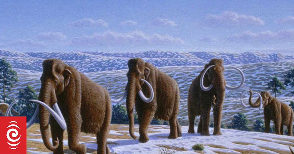Why are Woolly Mammoths dead? | RNZ