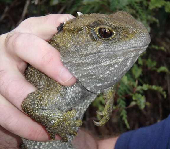 Tuatara in a Cold Climate | RNZ