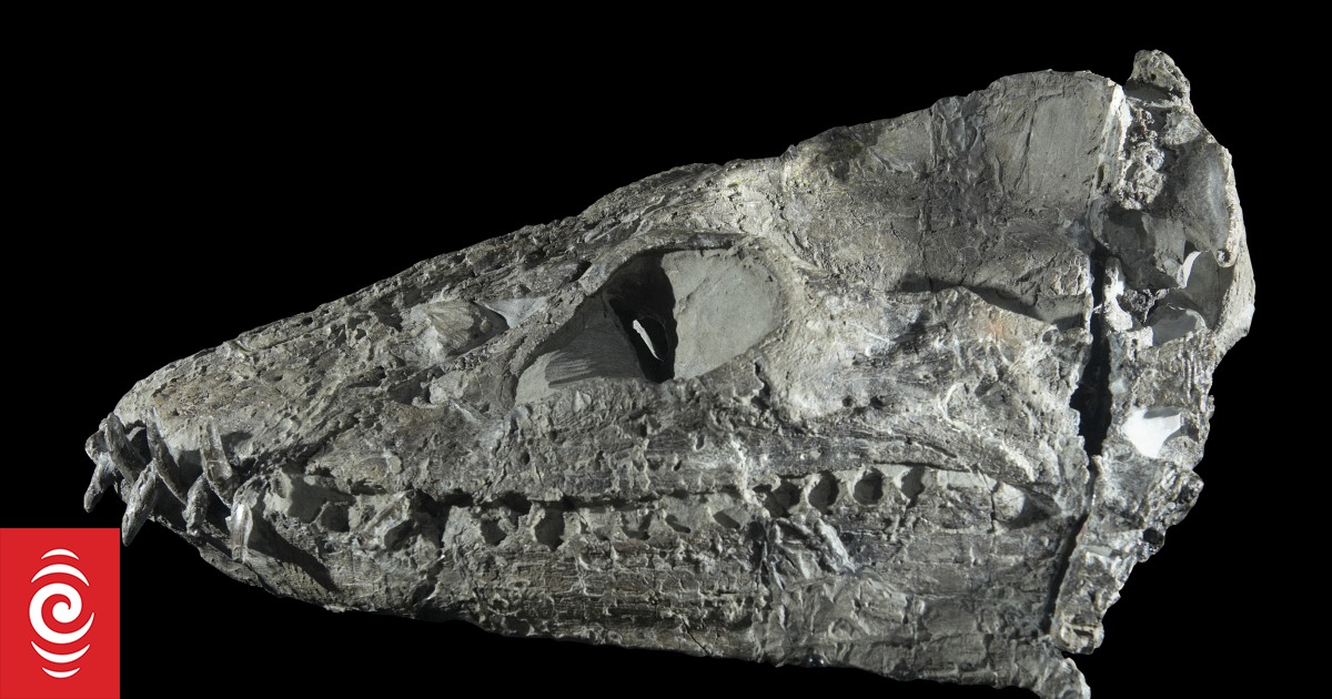 The New Zealand Fossil Record Files | RNZ