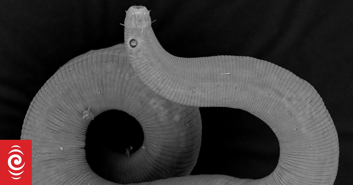 Scientists find 26 new species of worm in Porirua | RNZ News