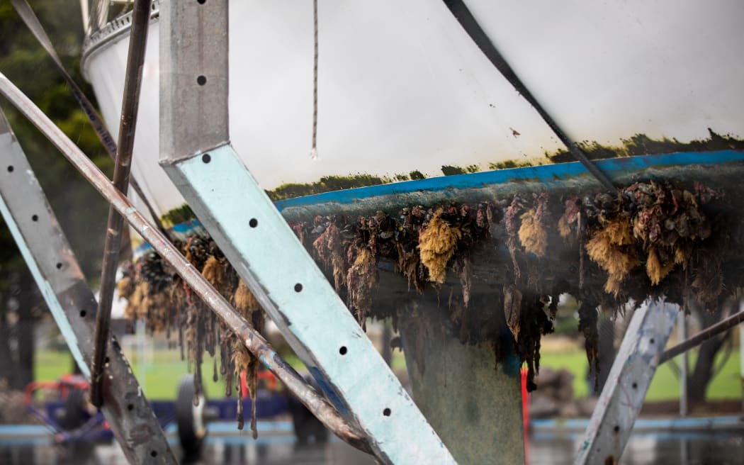 Lyttelton community acts to stop spread of huge sea worms | RNZ