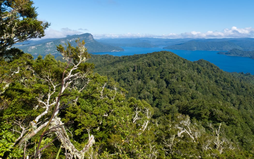 Police investigating report of further Te Urewera hut burnings | RNZ News