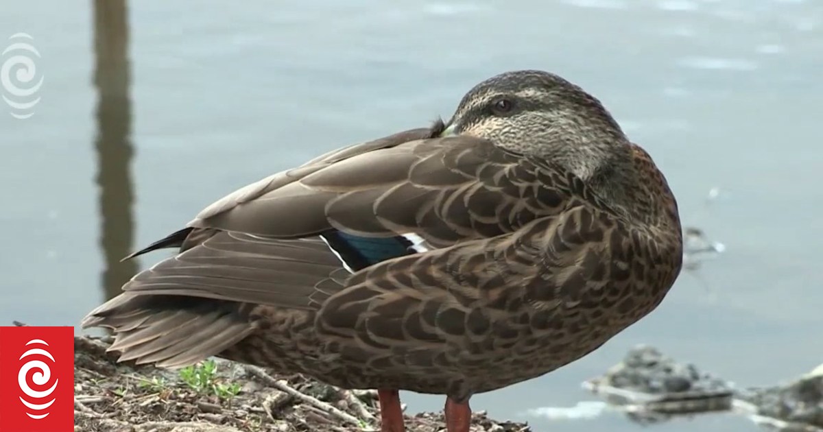 Avian botulism | RNZ