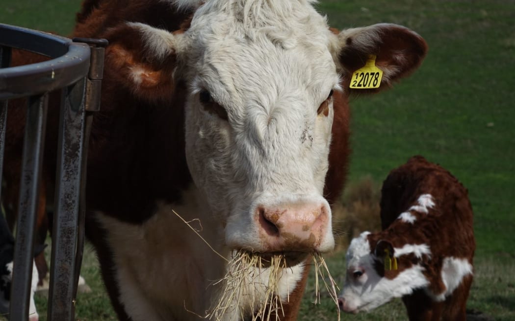 Vanuatu sets ambitious cattle target | RNZ News