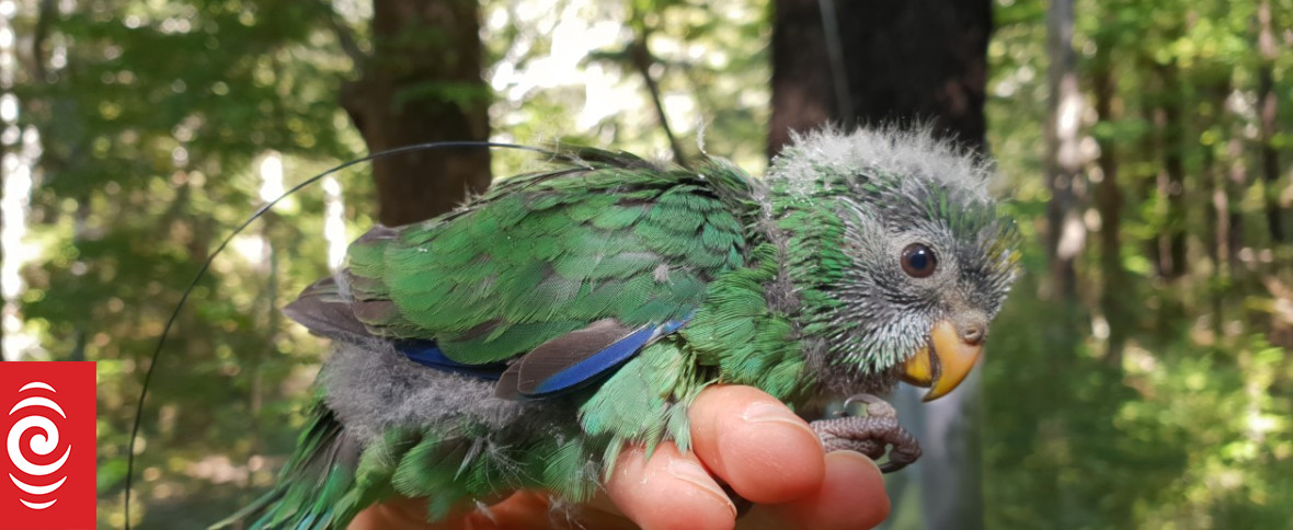 Big boost to tiny kākāriki karaka as 150 chicks hatch this season | RNZ ...