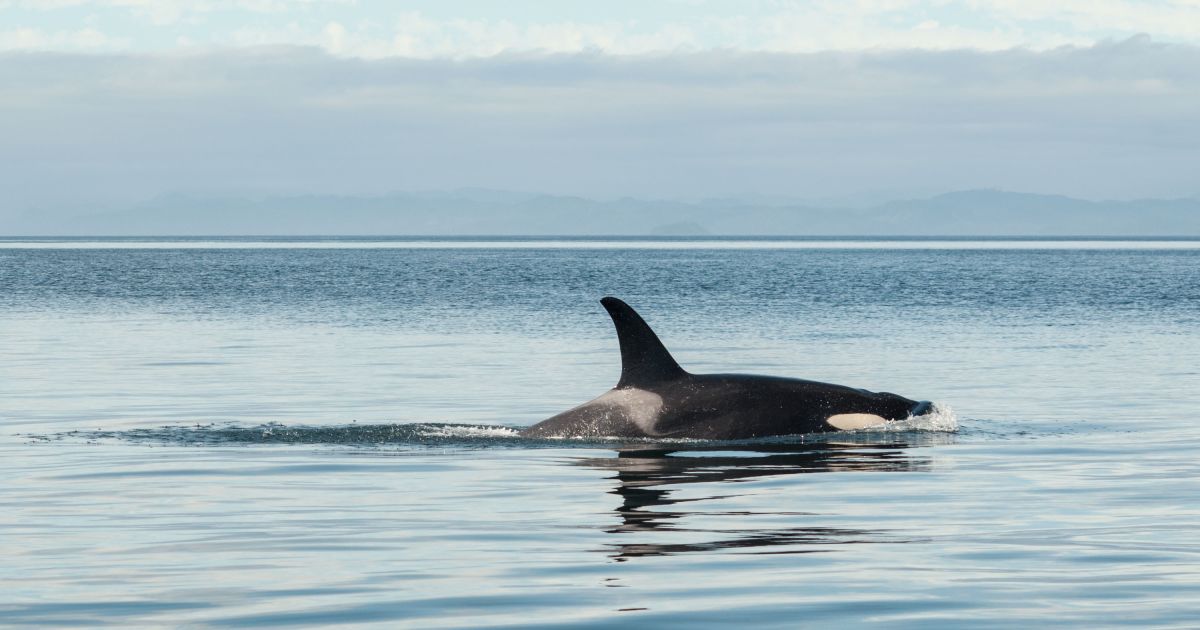 Drone footage captures orca whales chasing, stalking and eating great ...